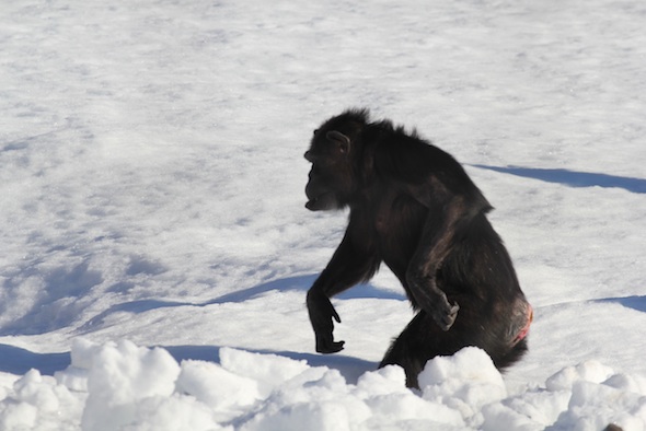 Chimps in the Snow – Thoughts from a Guerrilla Worker